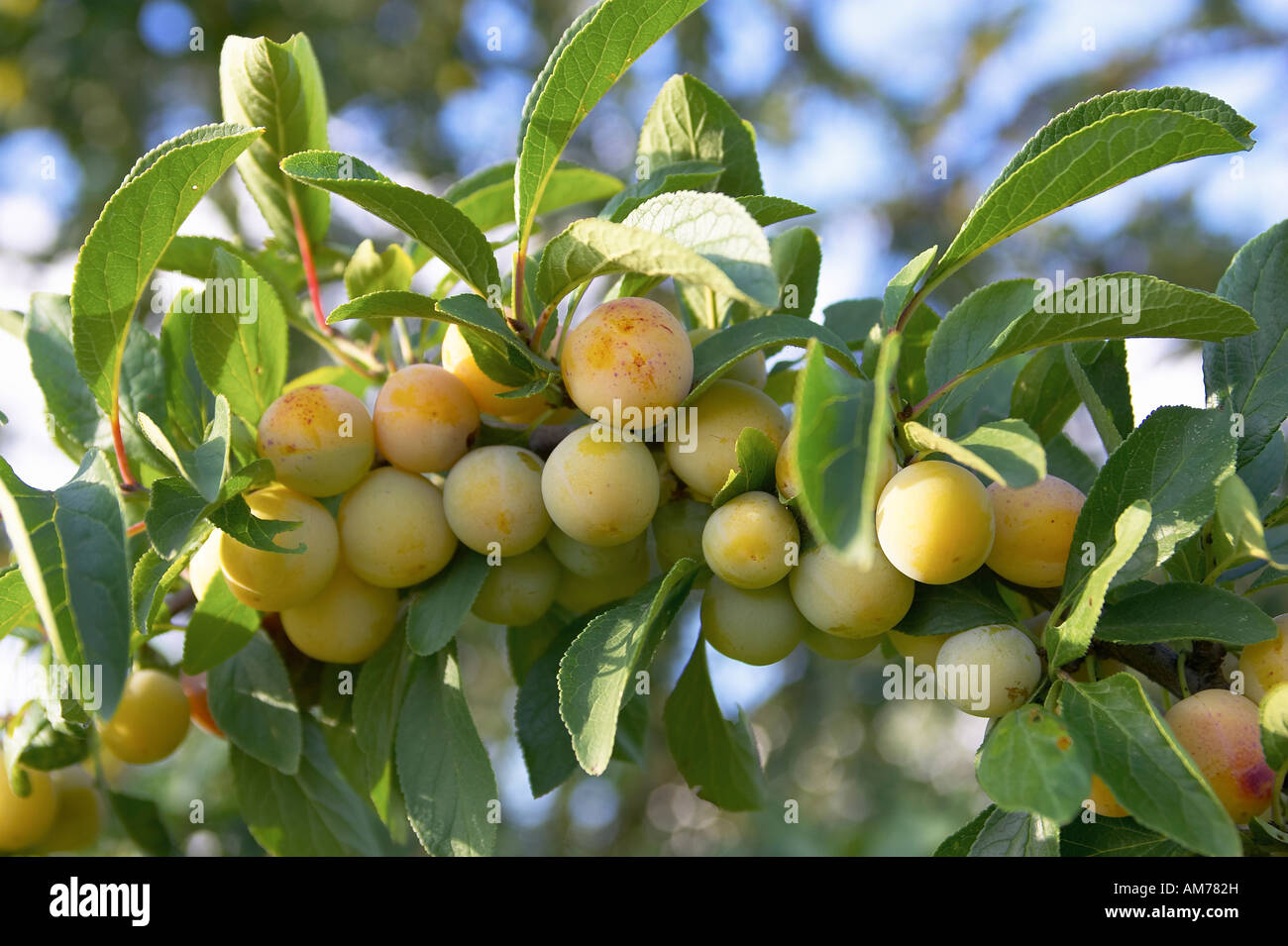 Mirabelle mûre à l'arbre Photo Stock - Alamy