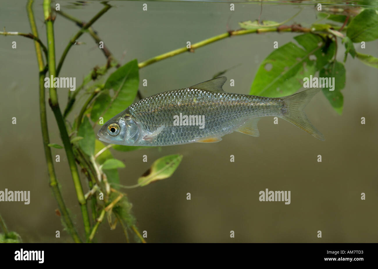 Rutilus rutilus fish Banque de photographies et d’images à haute ...