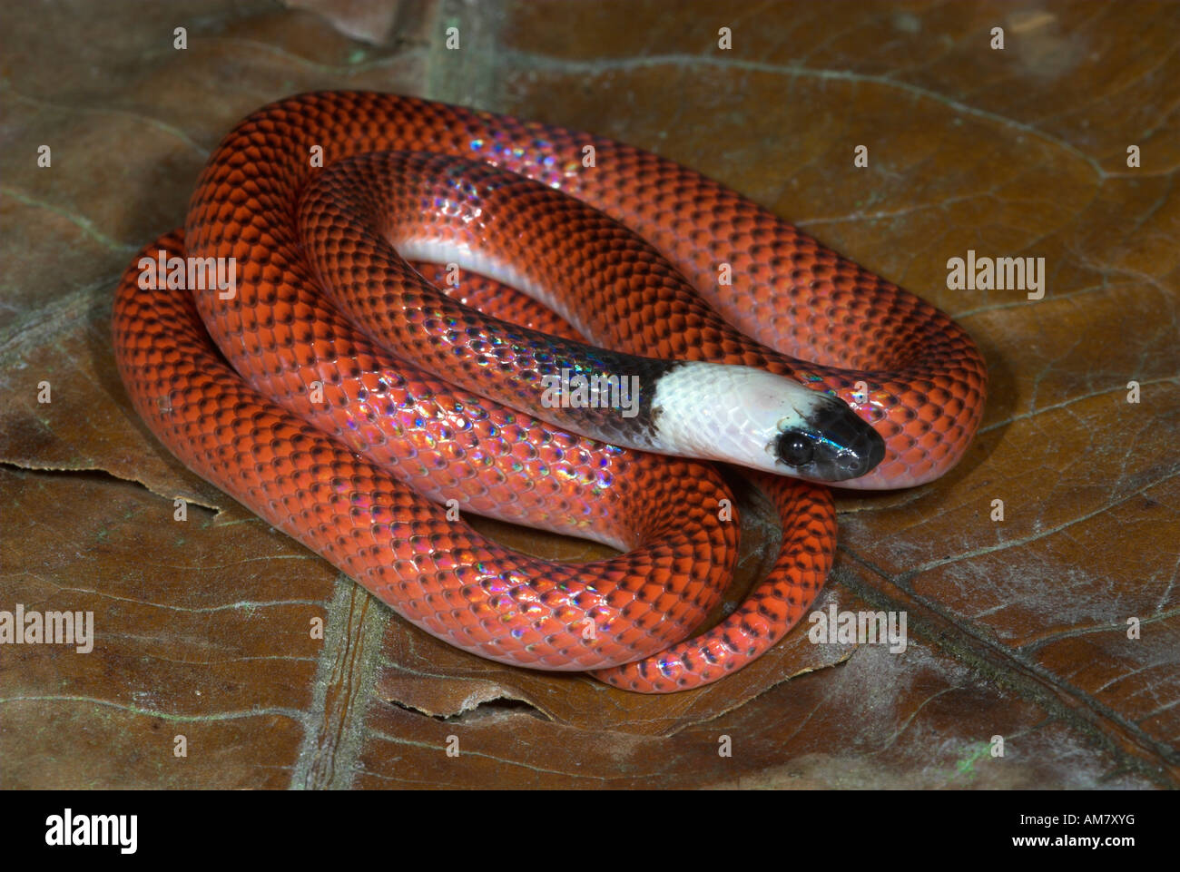 Amazon egg eating snake Banque de photographies et d’images à haute ...