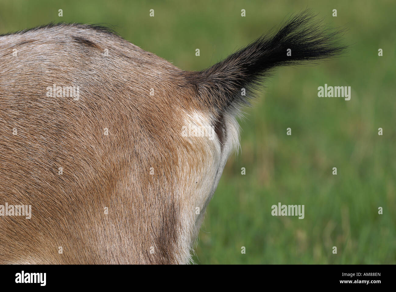 Animal tail Banque de photographies et d’images à haute résolution - Alamy