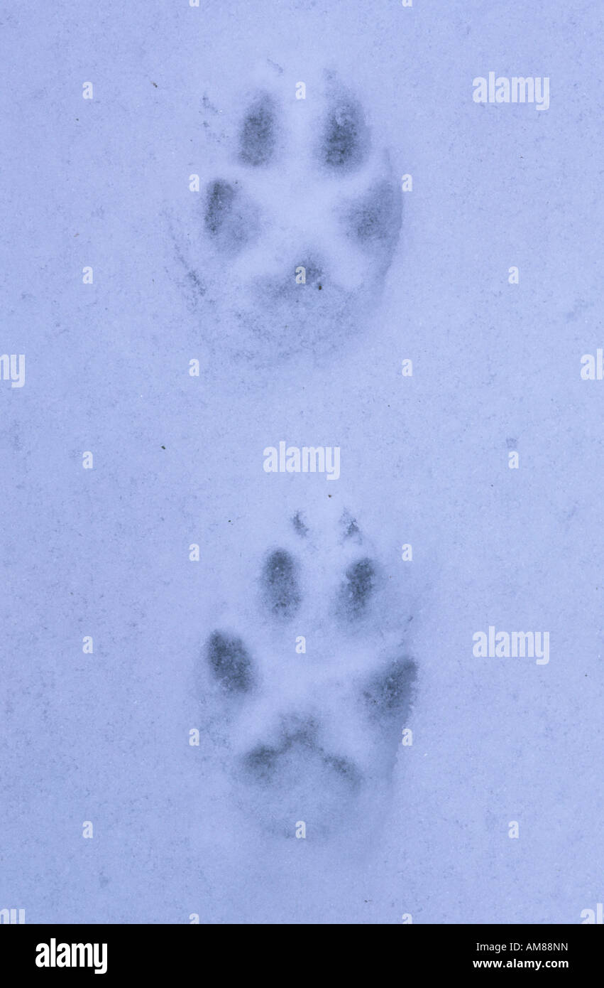 Empreintes De Renard Dans La Neige Des Traces Dans La Neige...