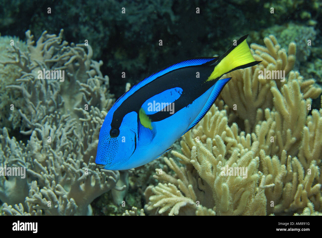 Paracanthurus hepatus Banque de photographies et d’images à haute ...