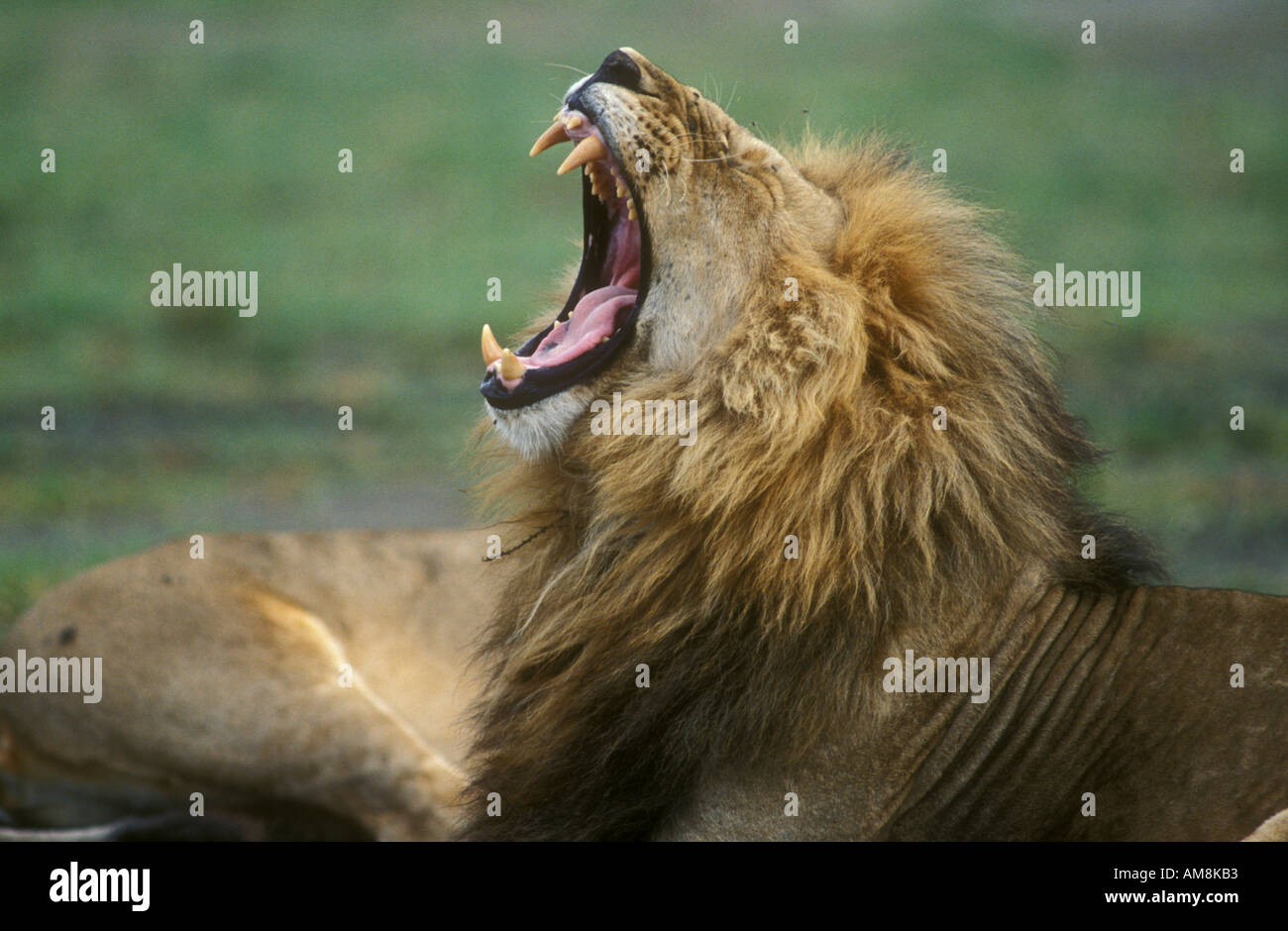 Lion qui chante Banque de photographies et d’images à haute résolution ...