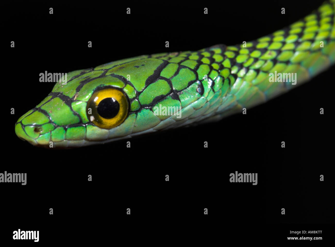 Black skinned parrot snake Banque de photographies et d’images à haute ...