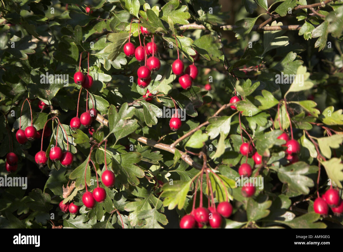 Crataegus monogyna feuille d'automne Banque de photographies et d ...
