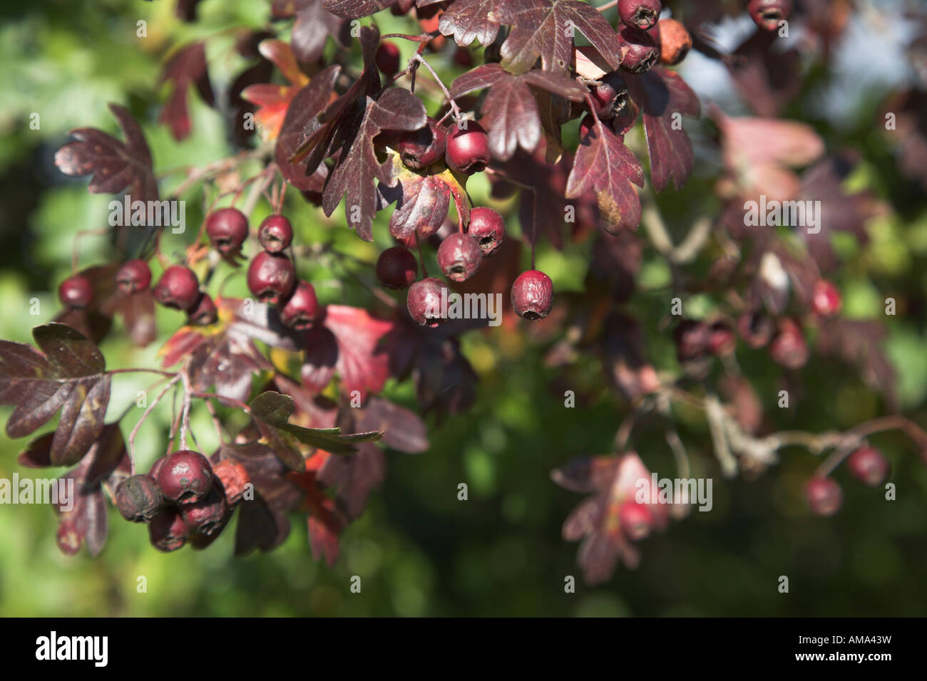 Feuille de crataegus monogyna Banque de photographies et d’images à ...