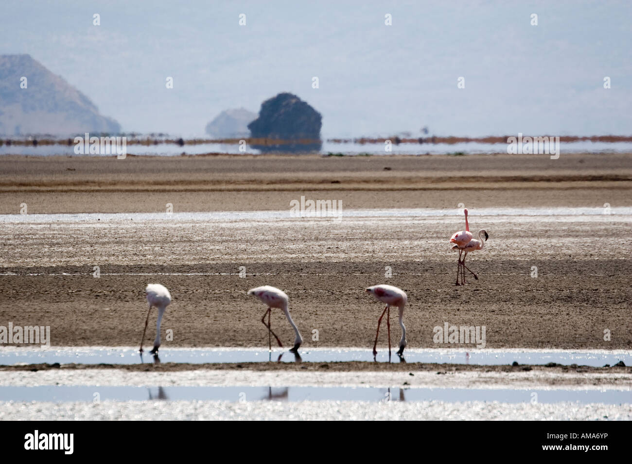 Flamants roses au lac de natron Banque de photographies et d’images à ...