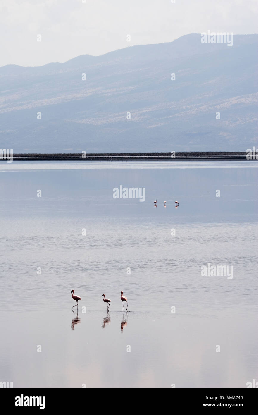 Flamants roses au lac de natron Banque de photographies et d’images à ...