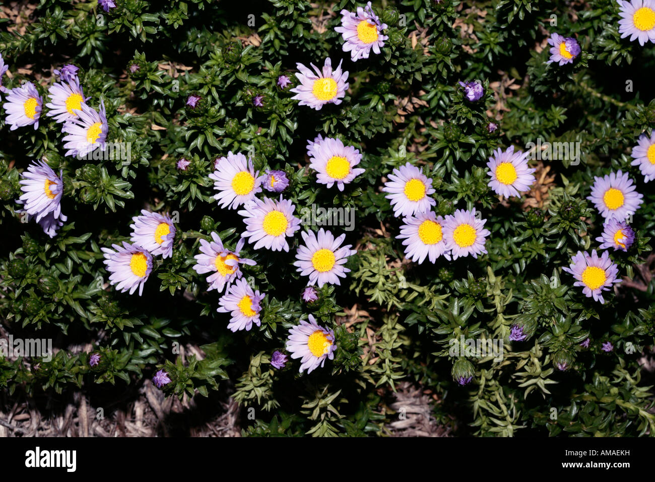 Senecio elegans Banque de photographies et d’images à haute résolution ...
