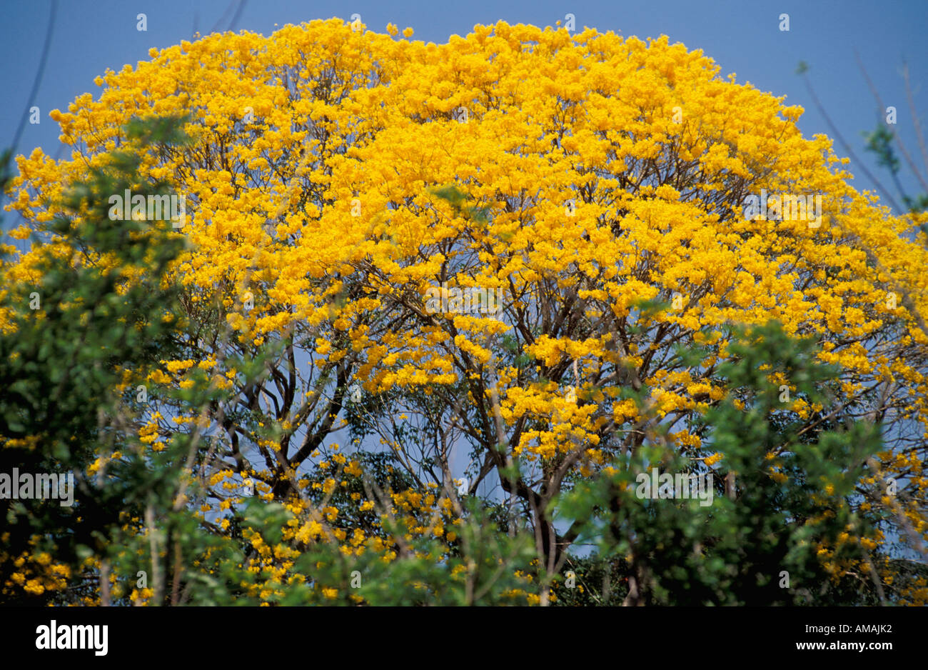 Ipe tree Banque de photographies et d’images à haute résolution - Alamy