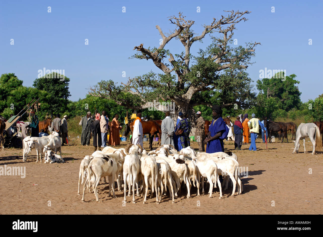 Afrique senegal elevage Banque de photographies et d’images à haute ...
