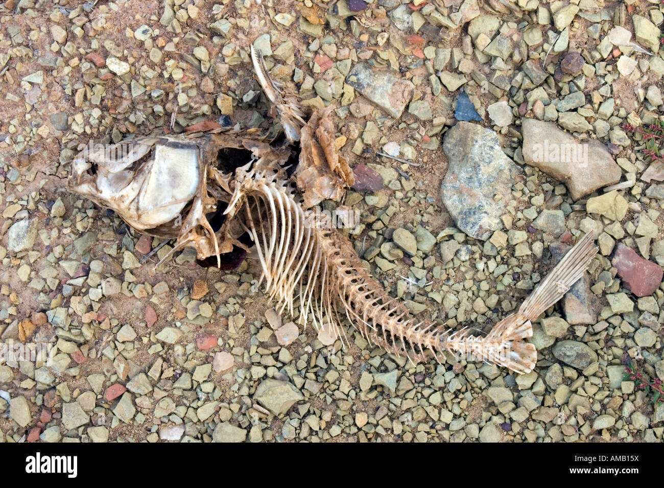 Courbe de poisson Banque de photographies et d’images à haute ...