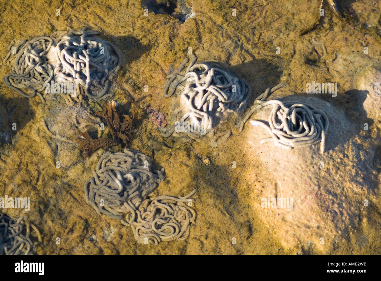 Vers marins Banque de photographies et d’images à haute résolution - Alamy
