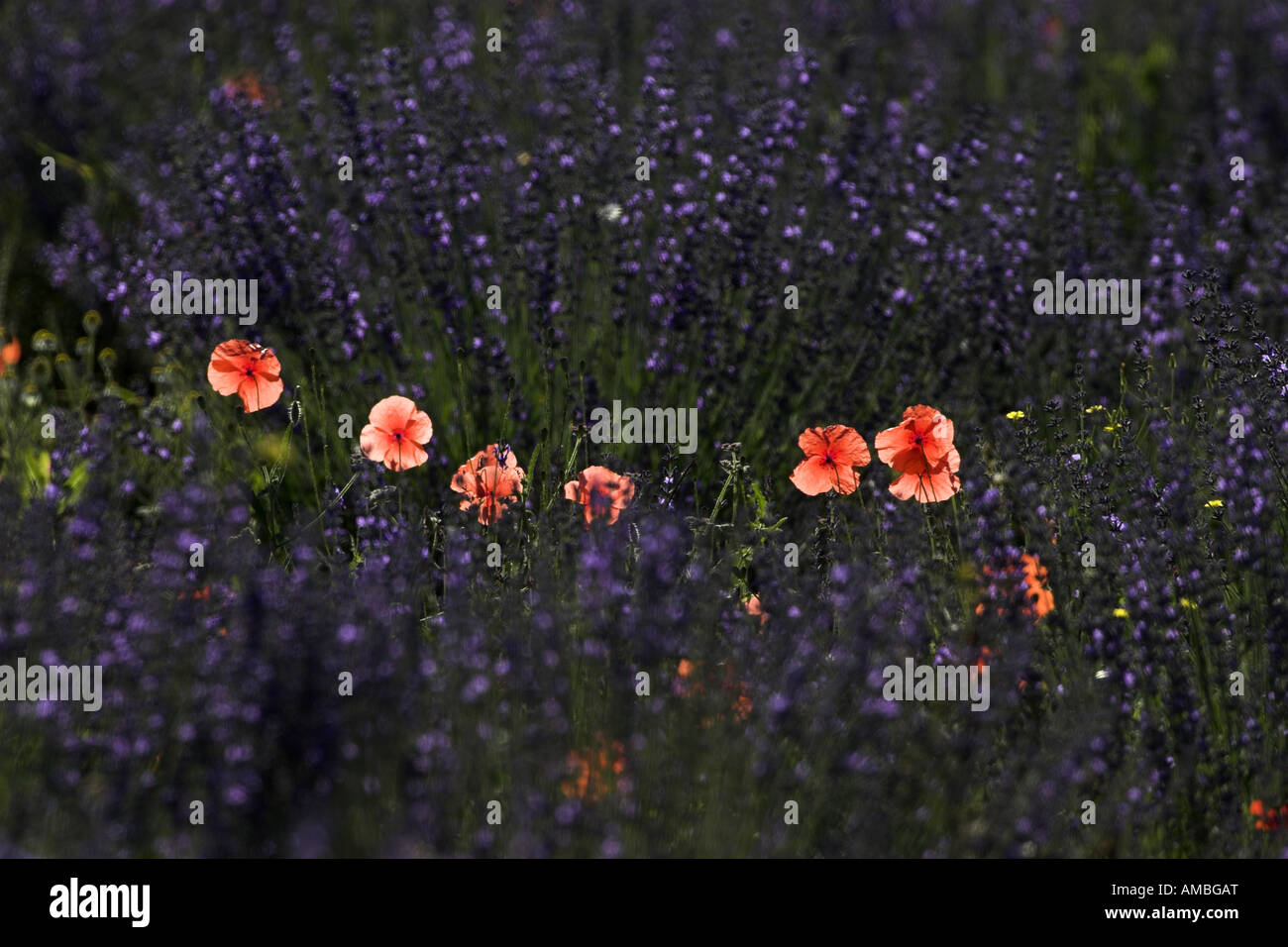 Pavot coquelicot, commun, rouge coquelicot (Papaver rhoeas), commun à ...
