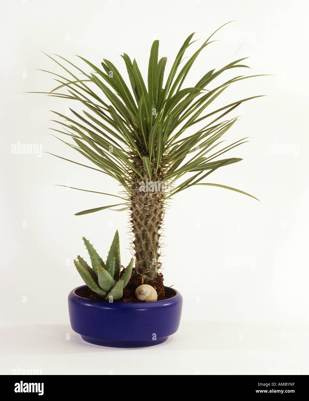 Aloe plant madagascar Banque de photographies et d’images à haute ...