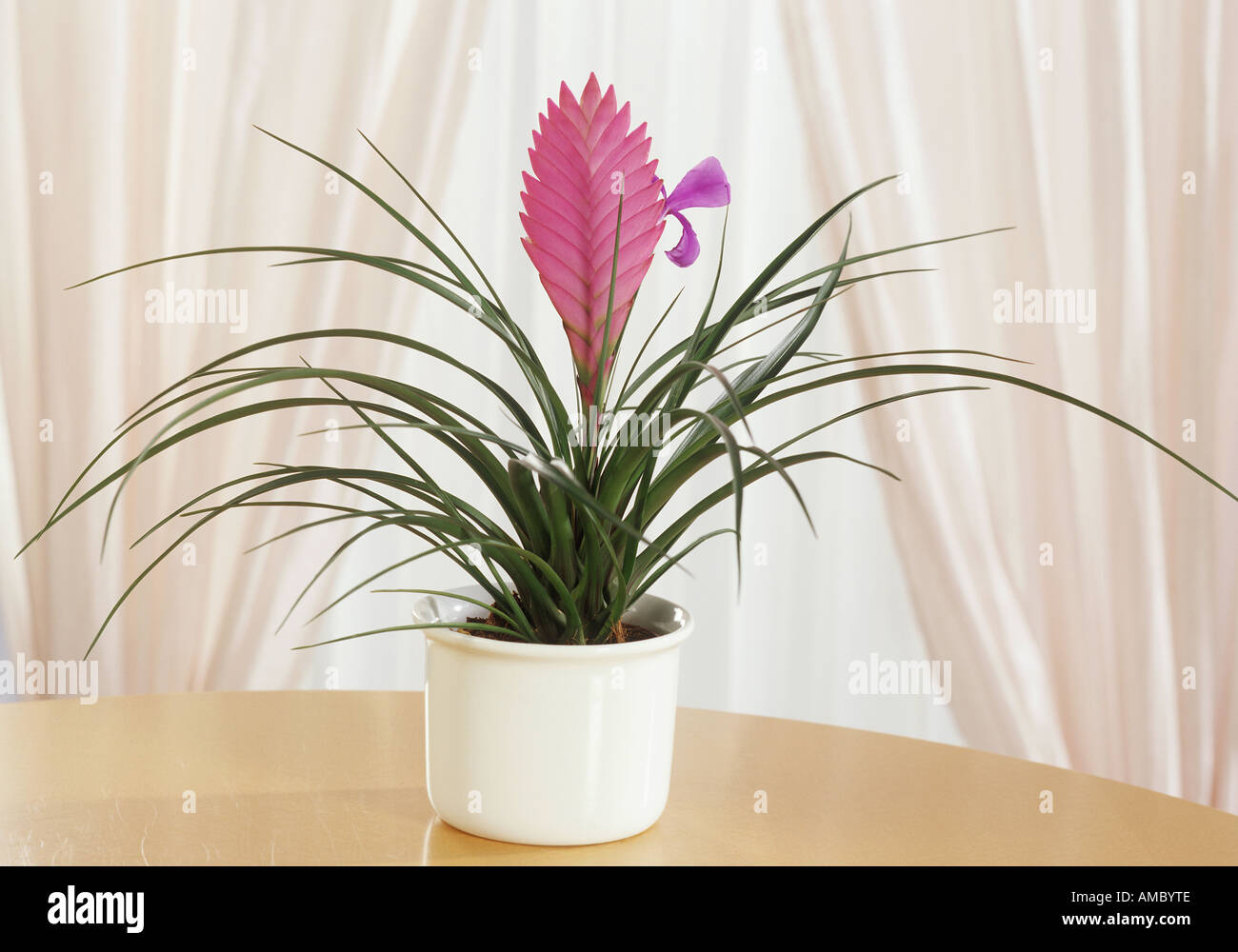 Pink quill tillandsia cyanea Banque de photographies et d’images à ...