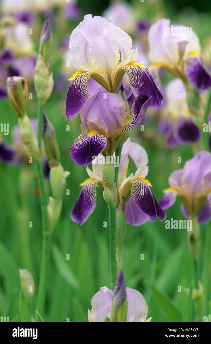 étang iris Banque de photographies et d’images à haute résolution - Alamy