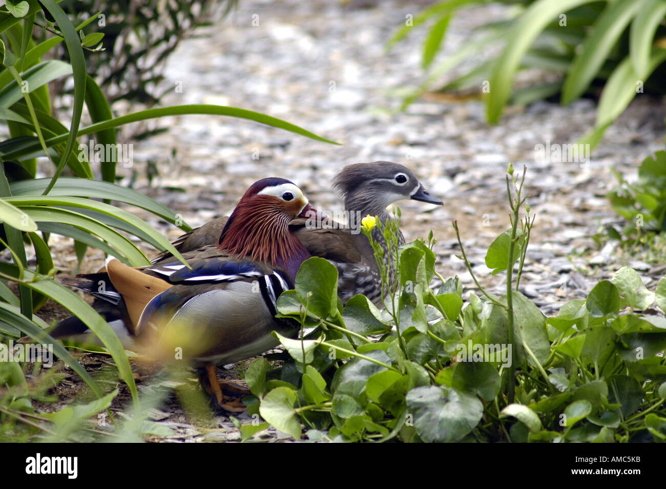Accouplement des oiseaux australie Banque de photographies et d’images ...