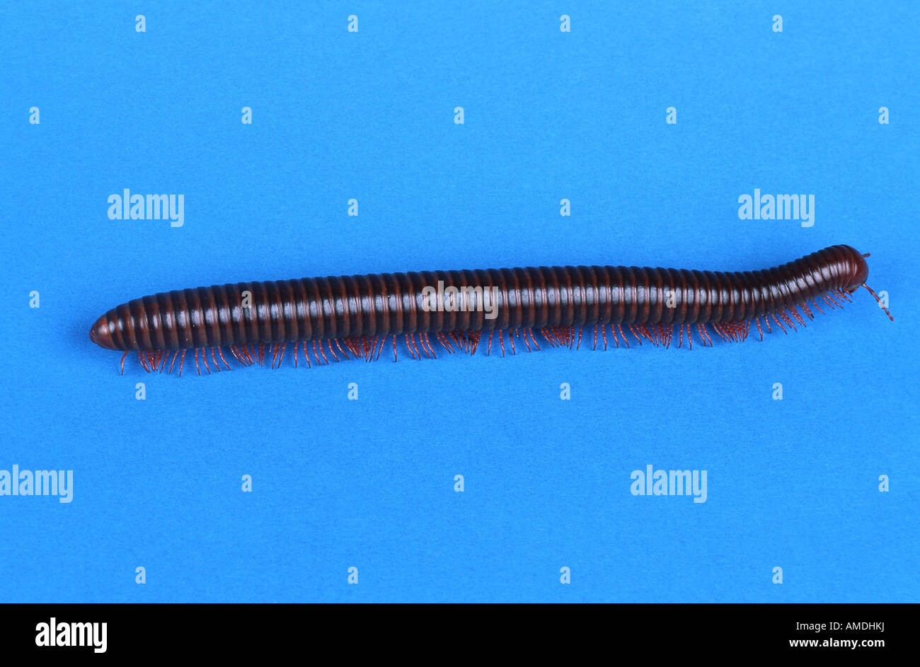 African centipede Banque de photographies et d’images à haute ...
