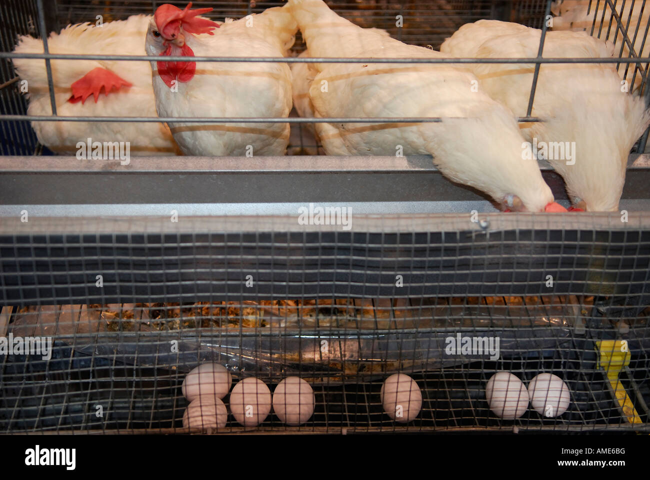 Poulet Leghorn blancs poules pondeuses en cage en ponte Royal Winter ...