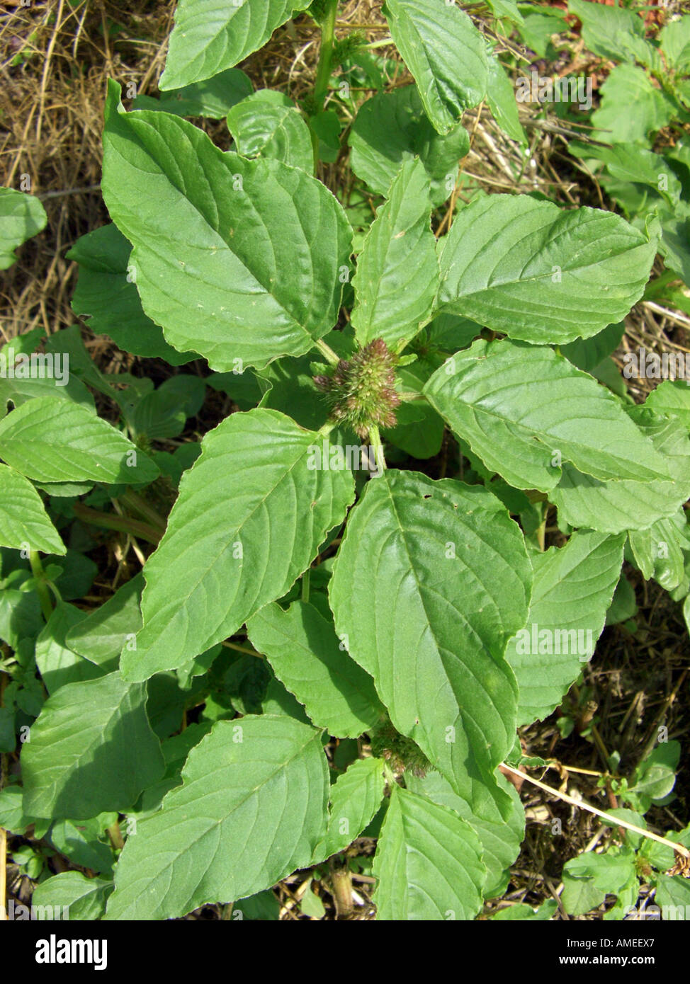 Amarante à racine rouge Banque de photographies et d’images à haute ...
