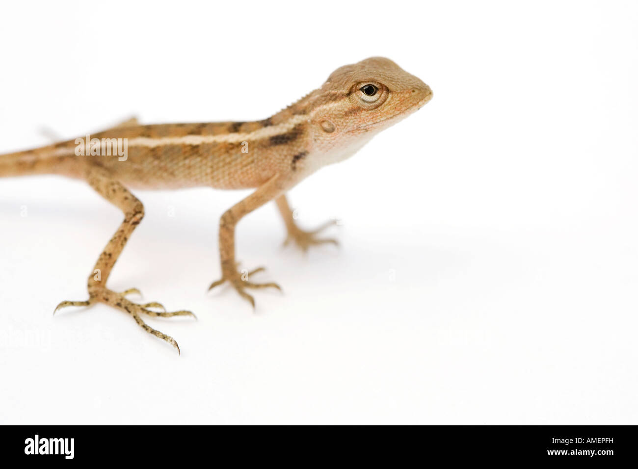 Tiny lizard Banque de photographies et d’images à haute résolution - Alamy