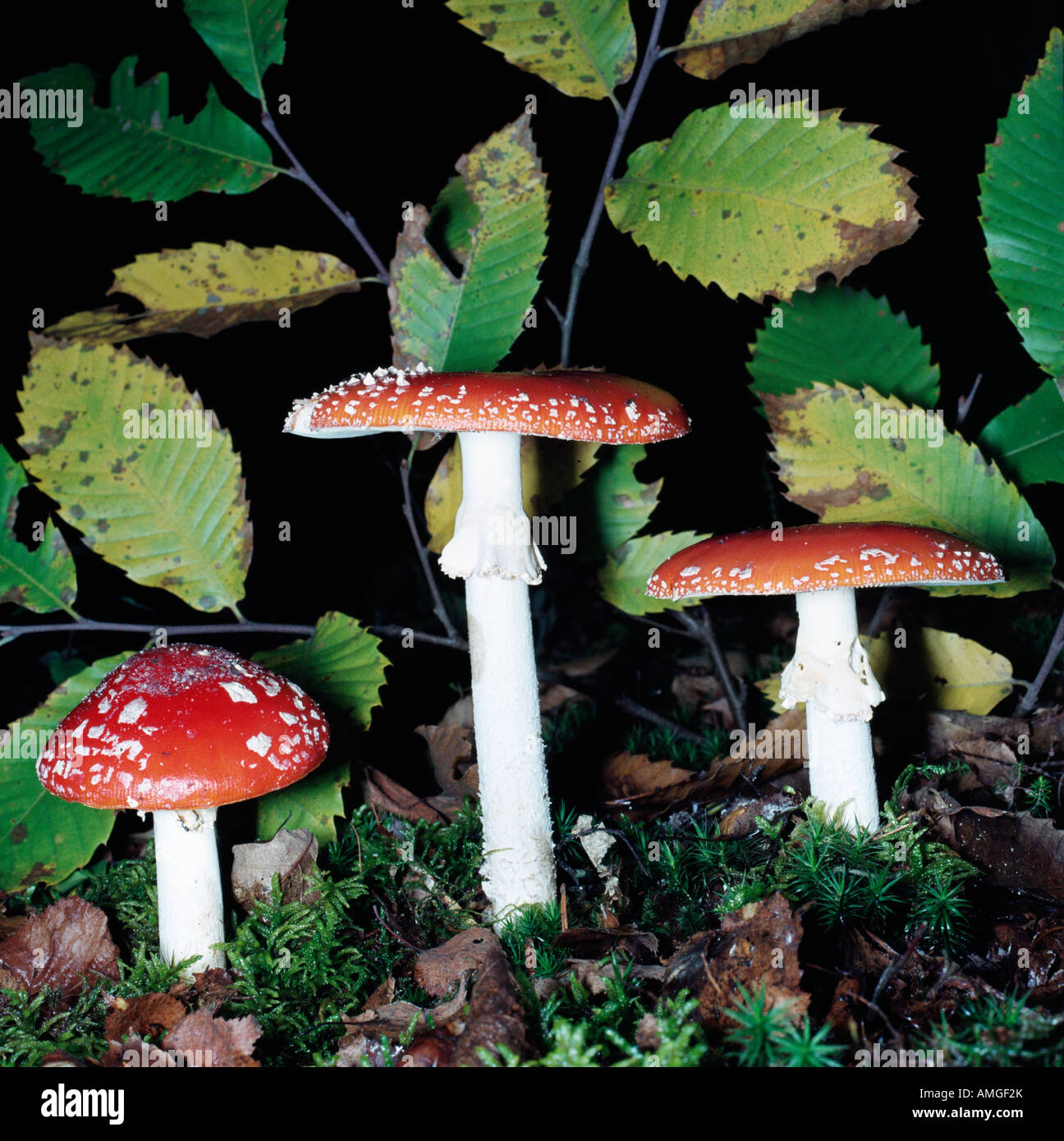 Champignon amanite tue mouches Amanita muscaria non comestible ...
