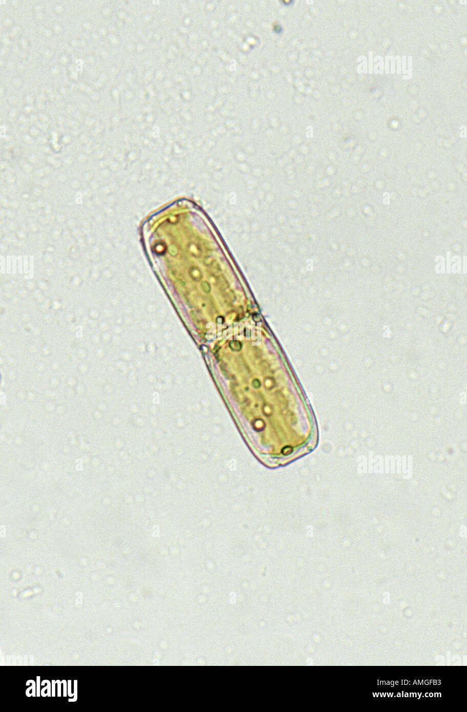 Plancton microscope Banque de photographies et d’images à haute ...