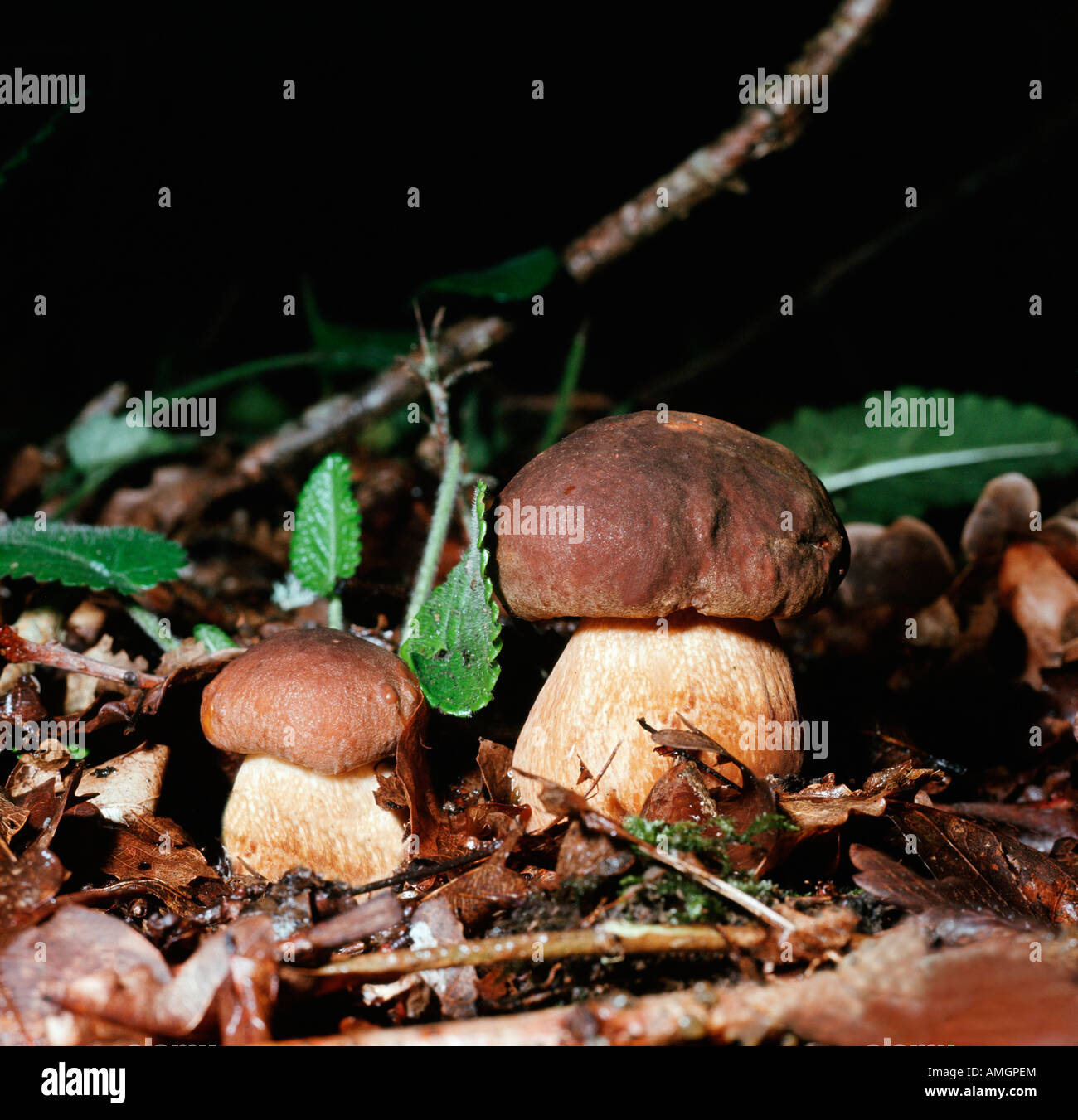 Champignon Jeune Cepe de Bordeaux dans les bois Cep Buns boletus edulis ...