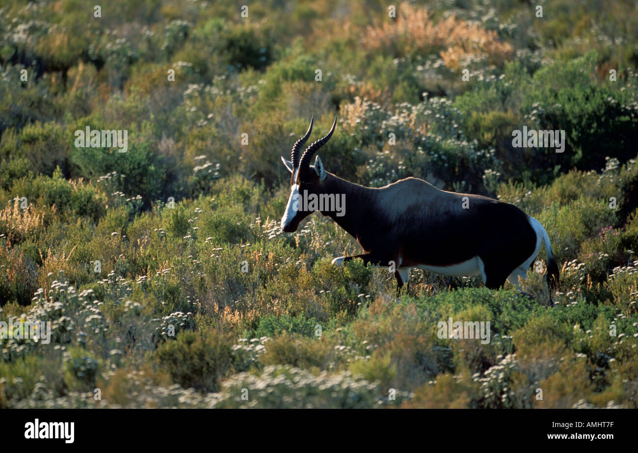 Damaliscus dorcas dorcas Banque de photographies et d’images à haute ...