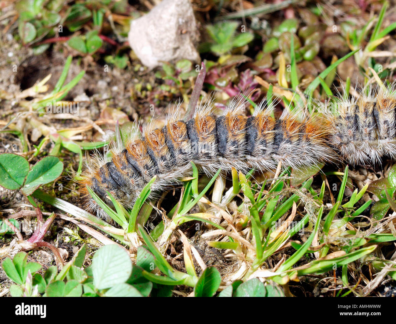 Processionnaire du pin la chenille processionnaire du pin Thaumetopoea ...