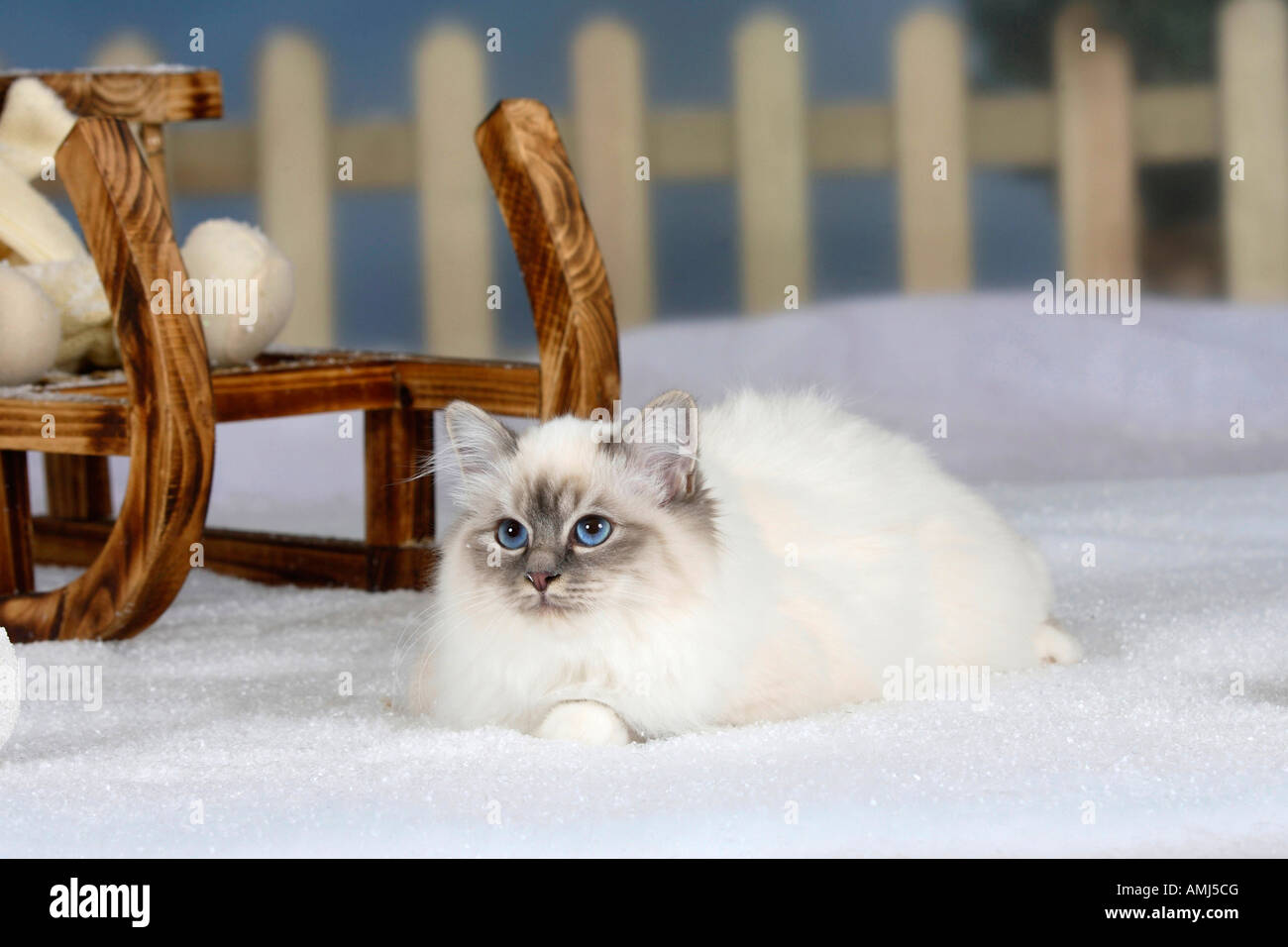 Birman blue tabby point Banque de photographies et d’images à haute ...
