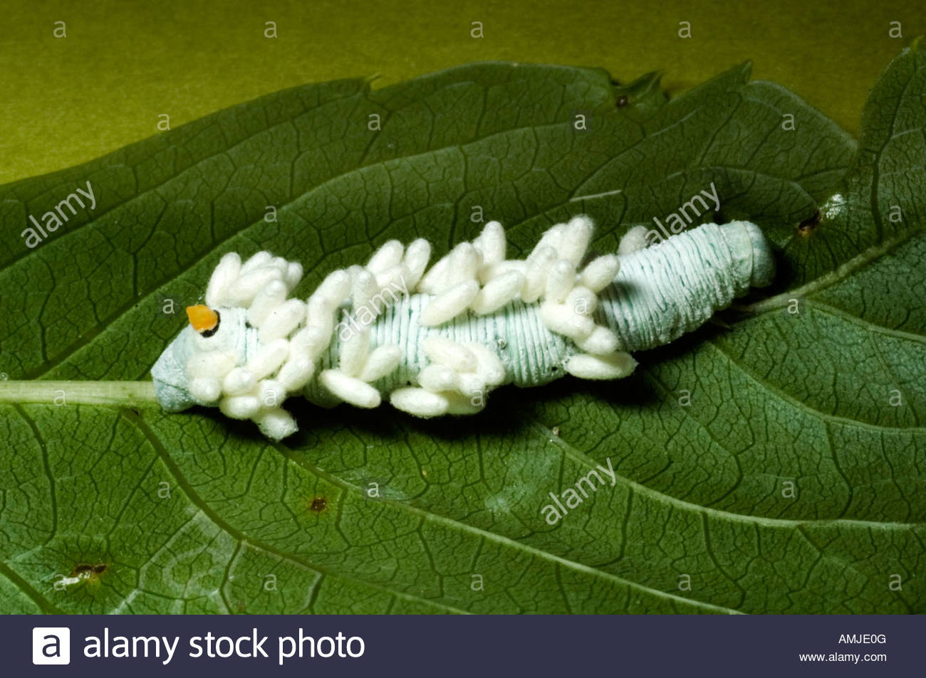 Braconid Wasps Braconidae Banque d'image et photos - Alamy
