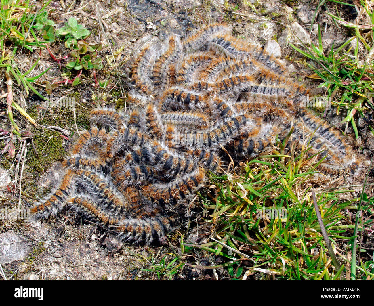 Processionnaire du pin la chenille processionnaire du pin Thaumetopoea ...