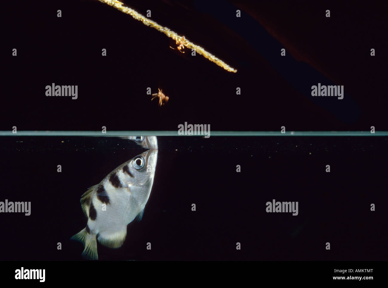 Poisson archer marin Banque de photographies et d’images à haute ...