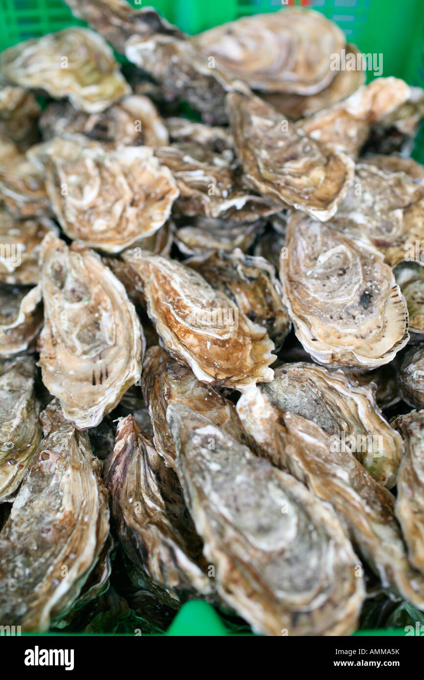 Les huîtres en vente sur un étal de fruits de mer au marché le dimanche ...