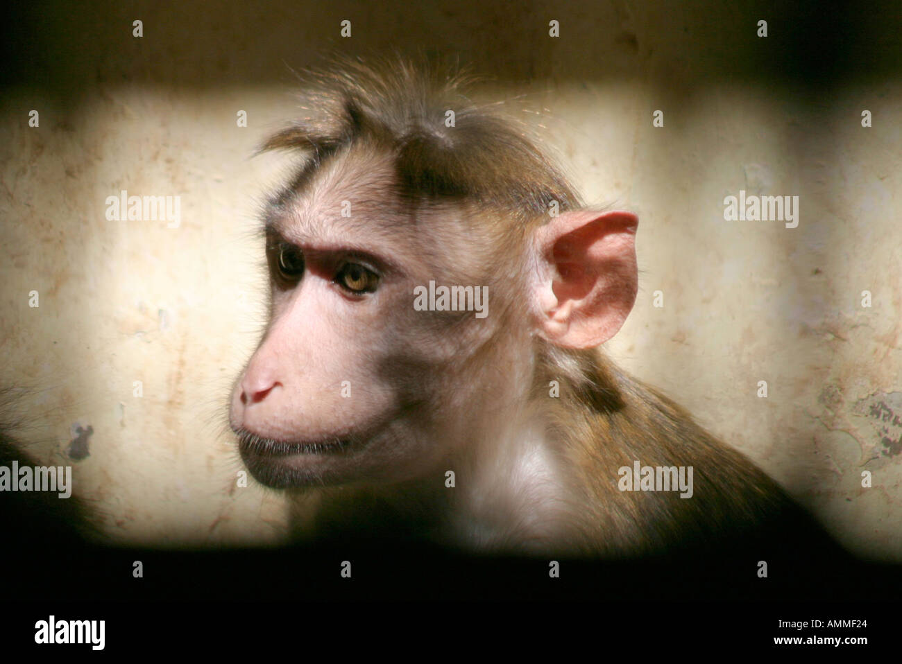 Caged monkey Banque de photographies et d’images à haute résolution - Alamy