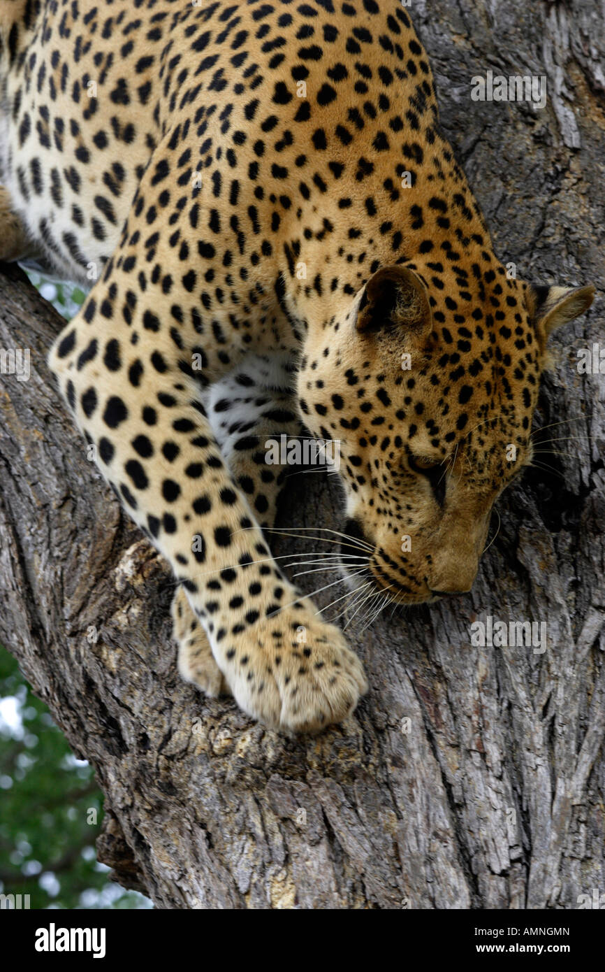 Leopard climbing down tree Banque de photographies et d’images à haute ...