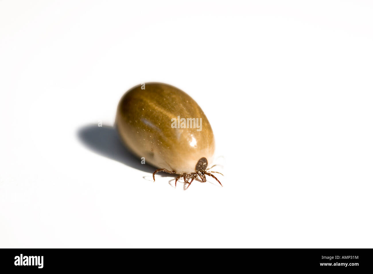 Tique insecte Banque d'images détourées - Alamy