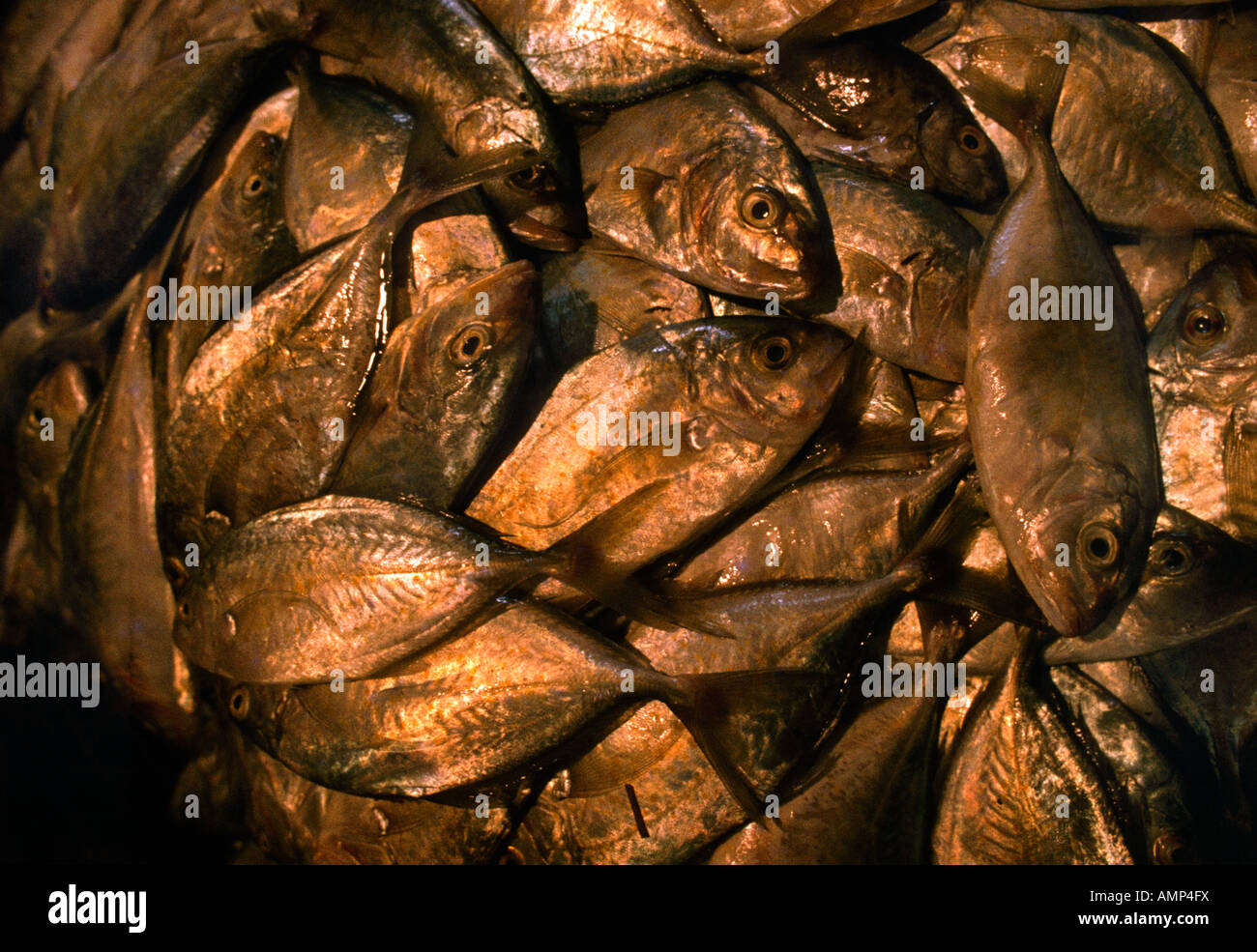 Fish market saudia arabia Banque de photographies et d’images à haute ...