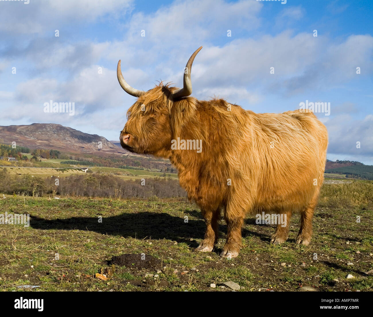 Vache Highland cattle dh UK Scottish Highland cow in field Kingussie ...