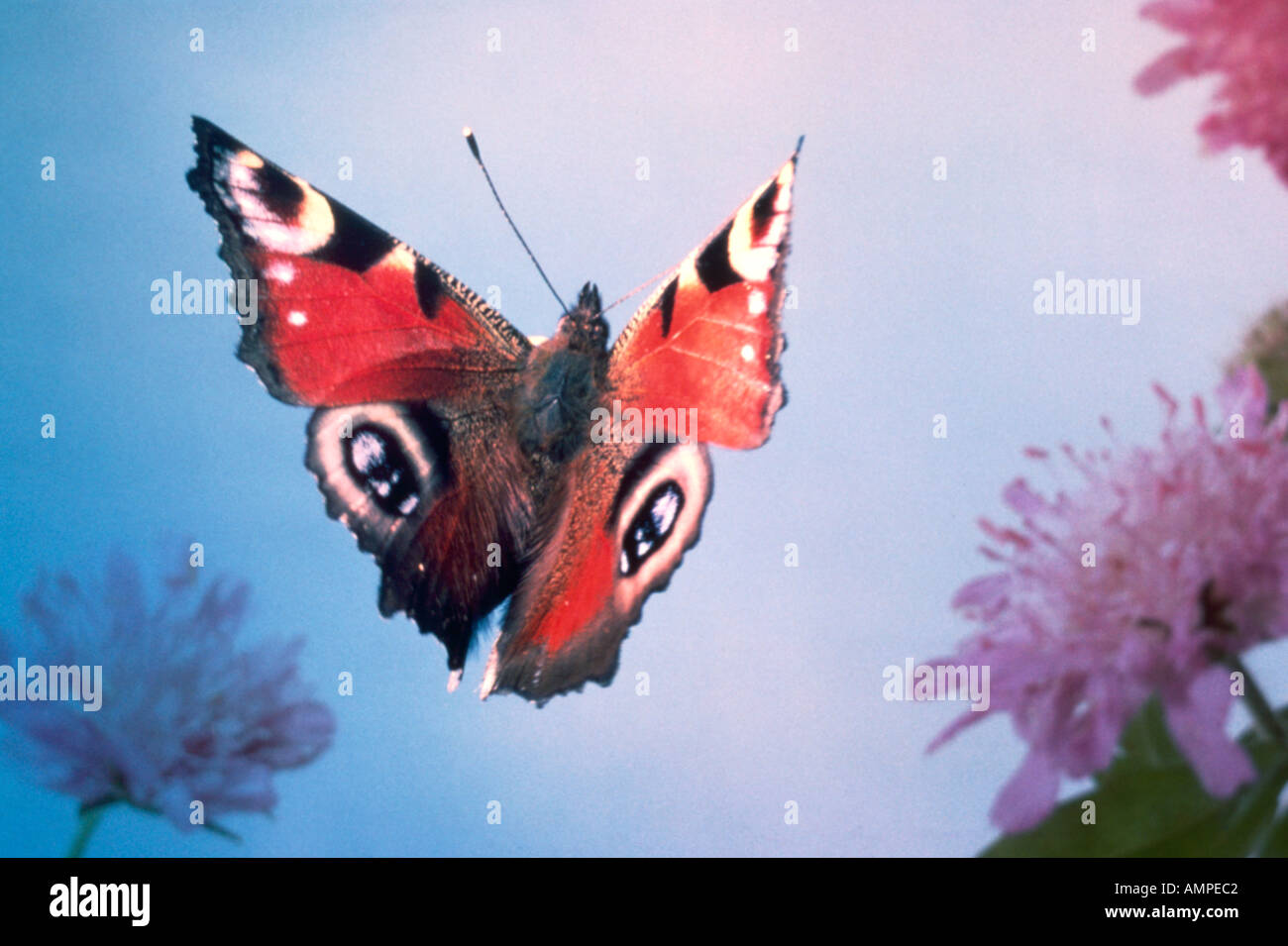 Papillon en vol Banque de photographies et d’images à haute résolution ...