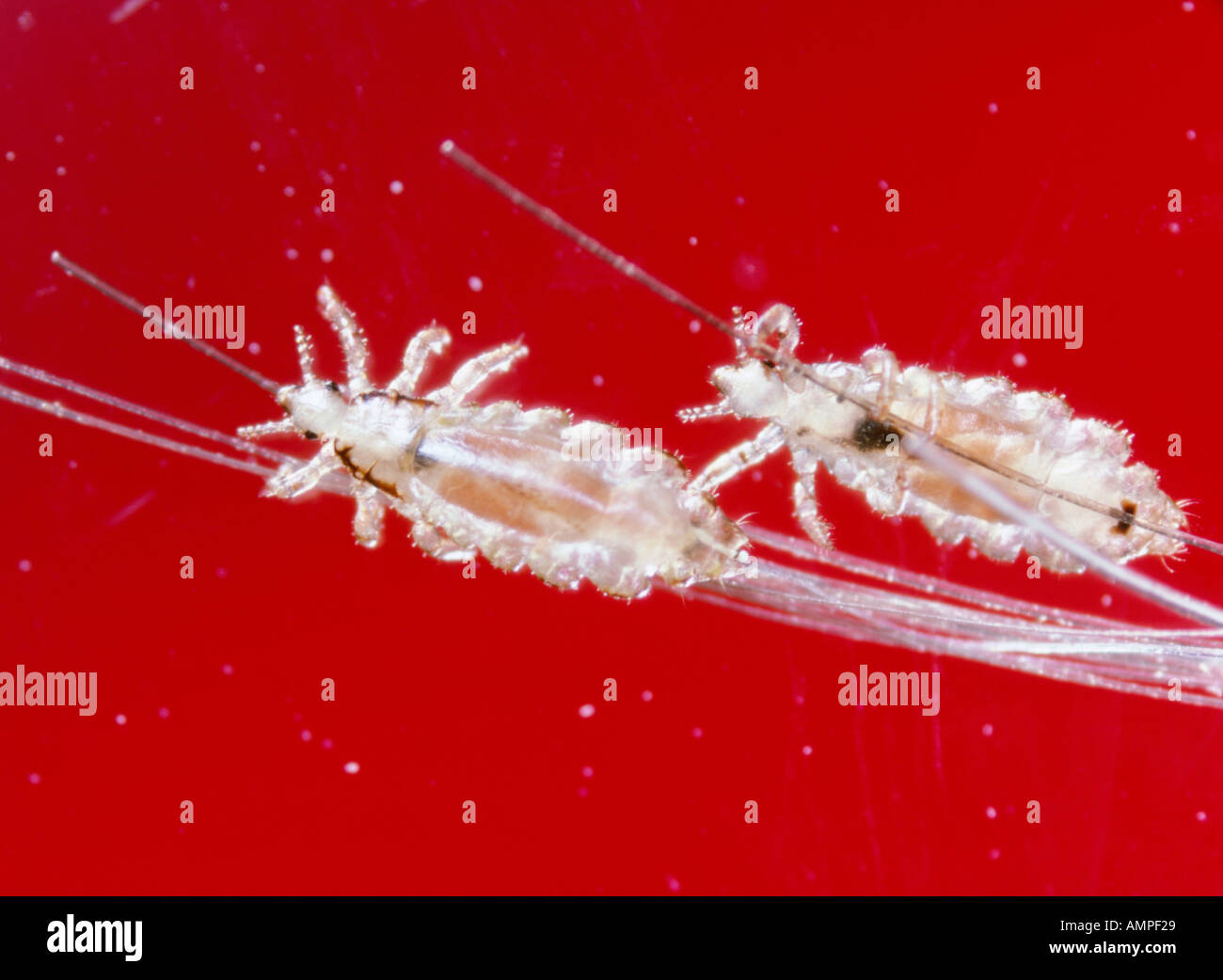 Pediculus Humanus Banque d'image et photos - Alamy