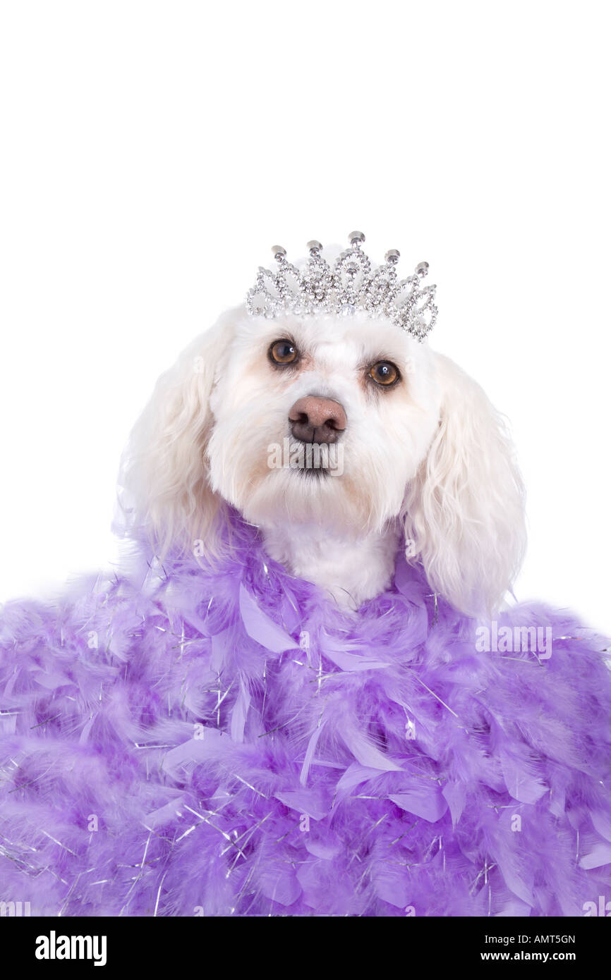 La princesse violette Havanese dog wearing tiara isolated on white ...