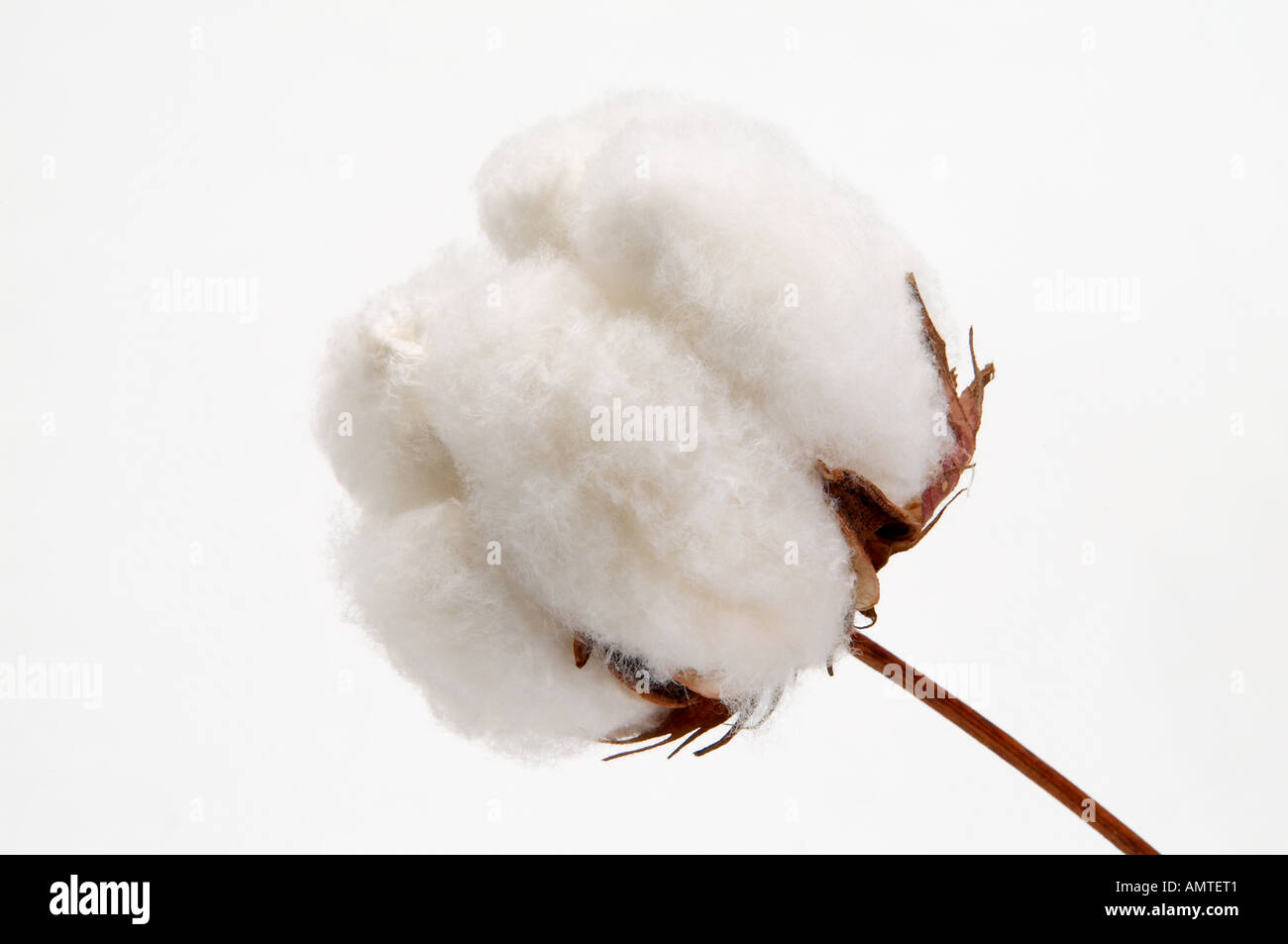 Coton blanc Banque de photographies et d’images à haute résolution - Alamy