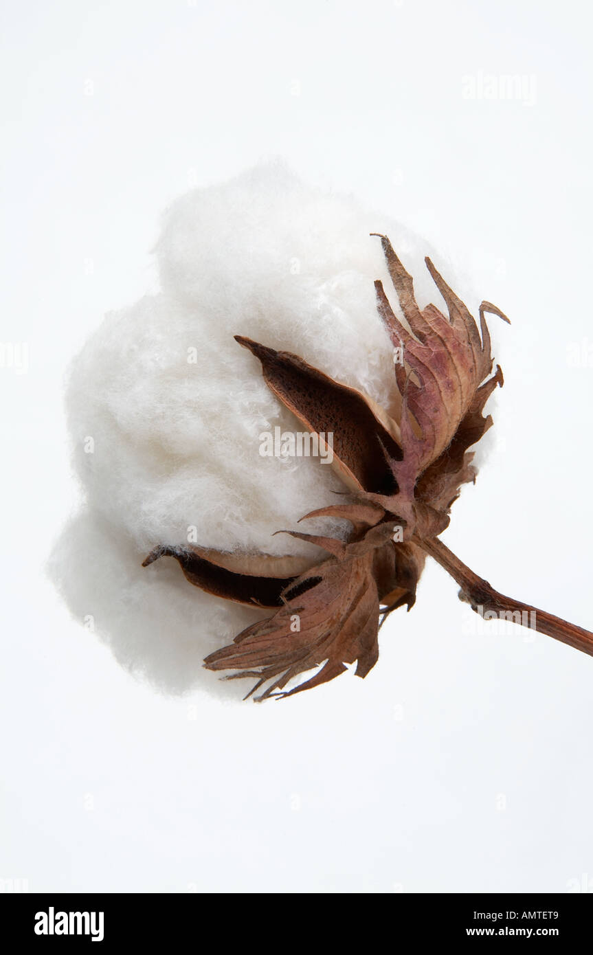 Coton blanc Banque de photographies et d’images à haute résolution - Alamy