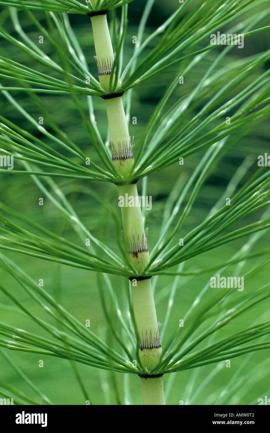 La prêle géante (equisetum telmateia Photo Stock - Alamy