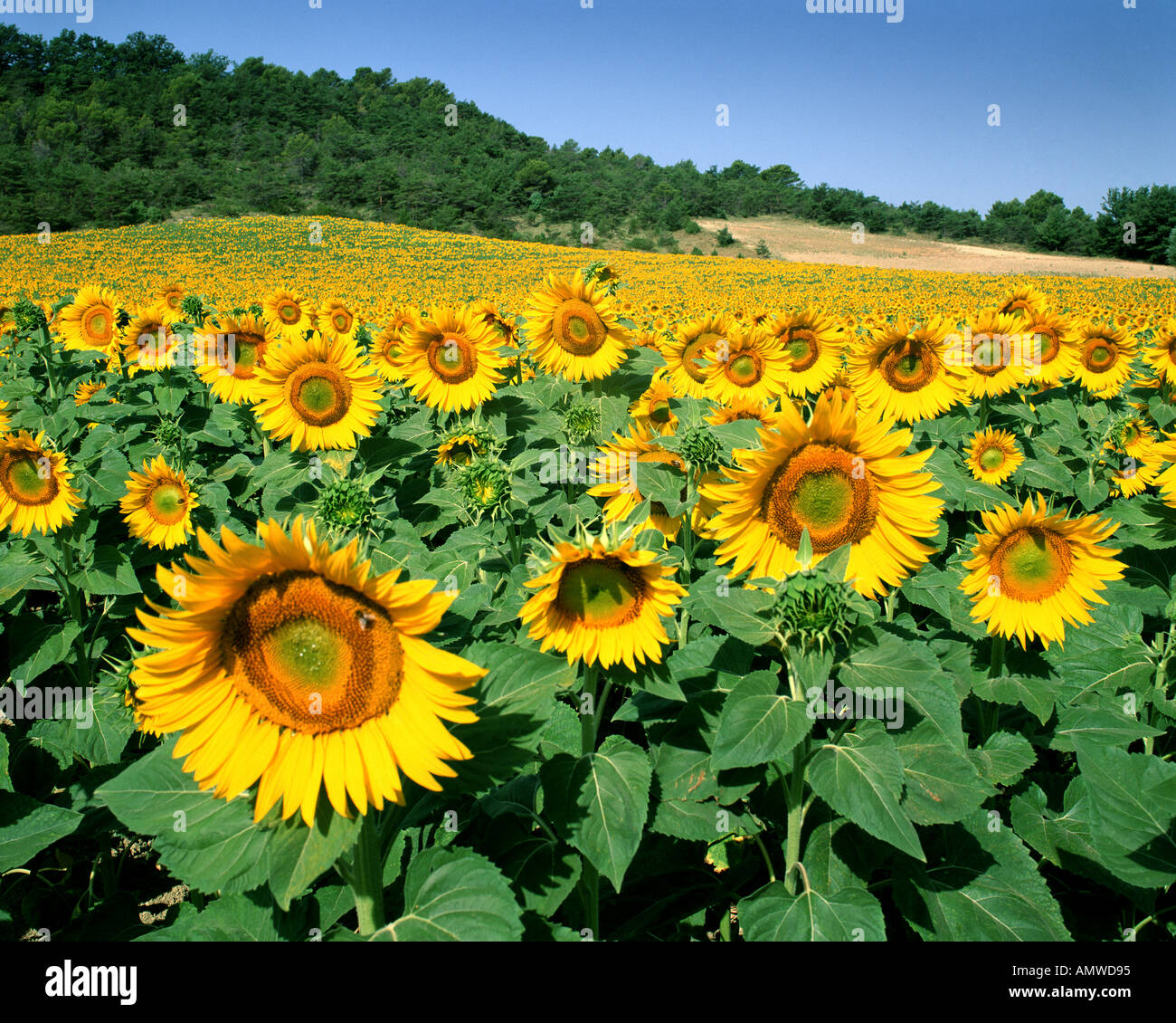 Sunflowers Vaucluse Provence France Banque De Photographies Et D images Sunflowers Vaucluse Provence France Banque De Photographies Et D images