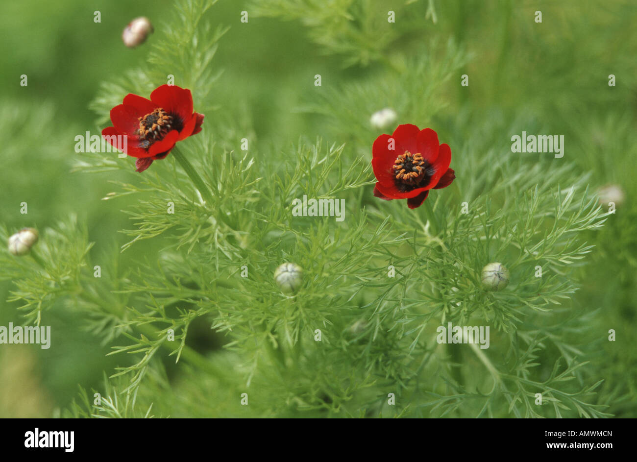 Adonis annua Banque de photographies et d’images à haute résolution - Alamy
