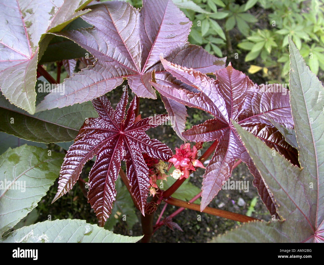 Ricin plants poisonous Banque de photographies et d’images à haute ...
